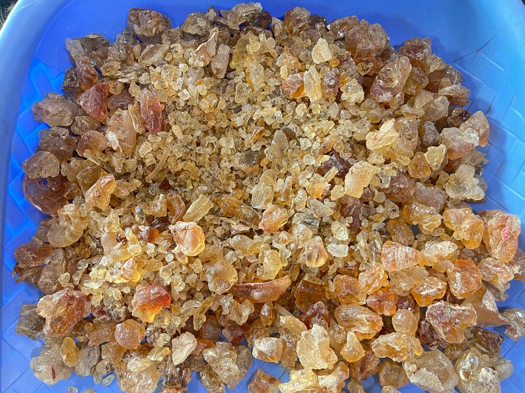 Gum Ghatti (Dhavda Gum) | Dharma Hydrocolloid